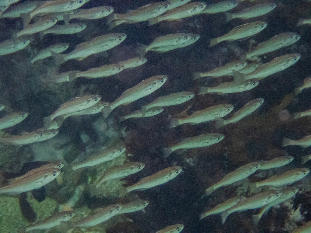Queenfish (Seriphus politus) - Marine Life Identification