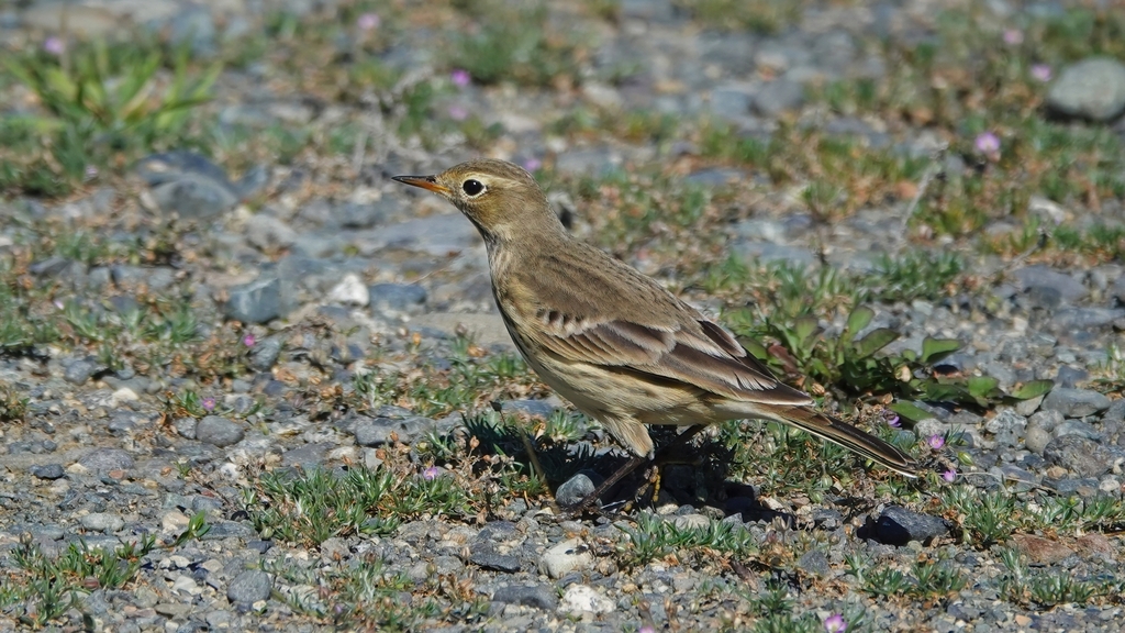 American Pipit from Nanaimo, BC, Canada on September 15, 2024 at 02:07 ...