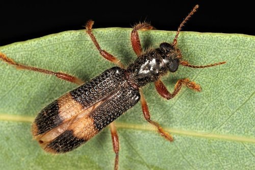 Opilo variipes · iNaturalist