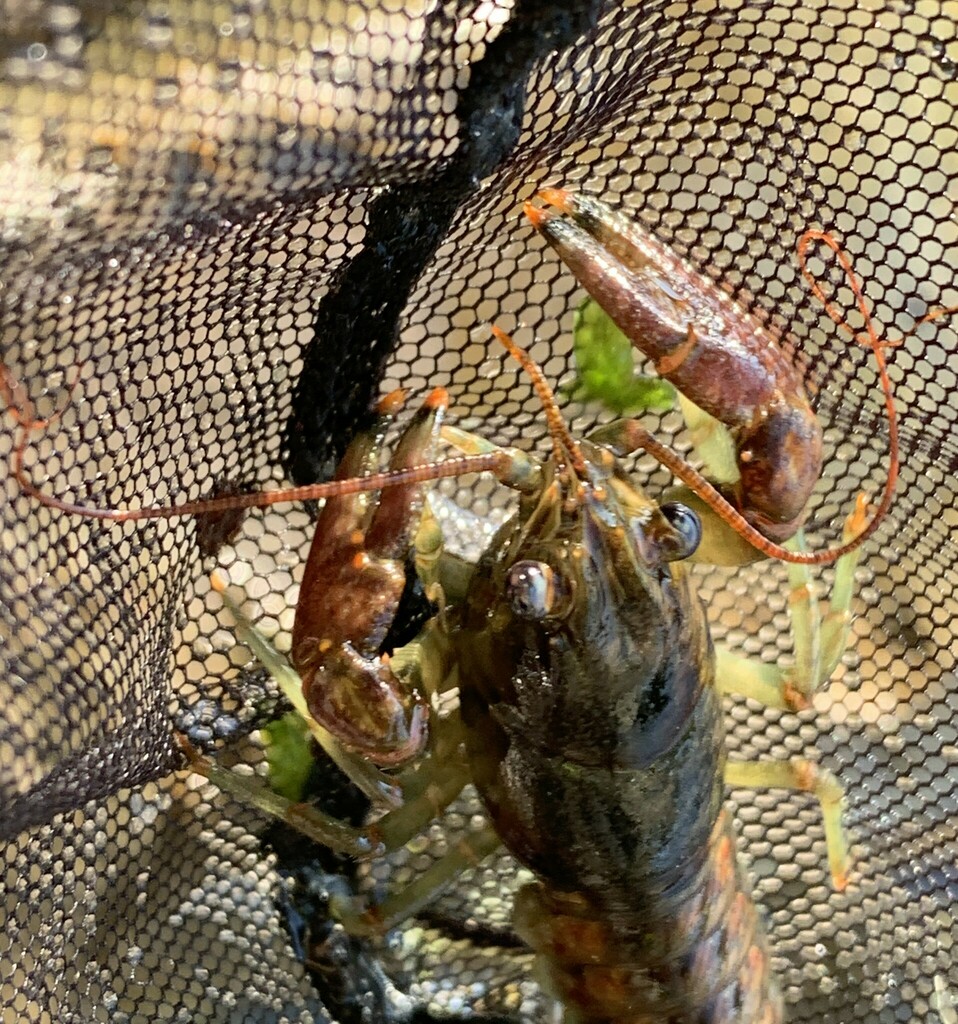 Rusty Crayfish from Leeds and Grenville, Ontario, Canada on September ...