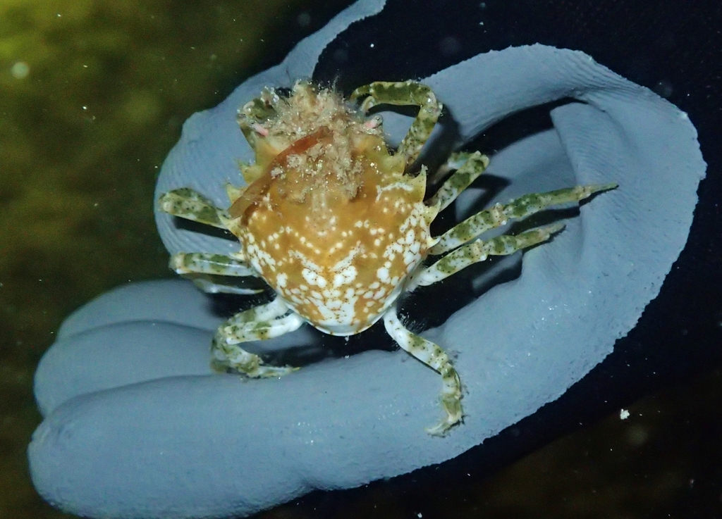 Pitho quadridentata (Common Organisms in Sarasota Bay) · iNaturalist