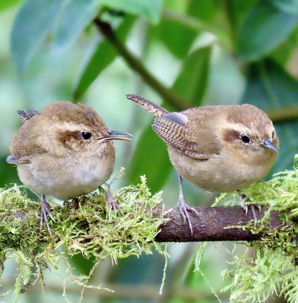 Mountain Wren from El Paraíso, Manizales, Caldas, CO on August 3, 2024 ...