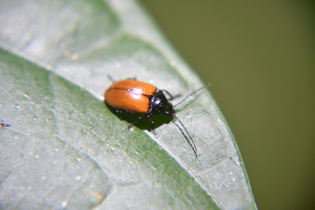 Toe-winged Beetles from Ibagué, Tolima, Colombia on September 15, 2024 ...
