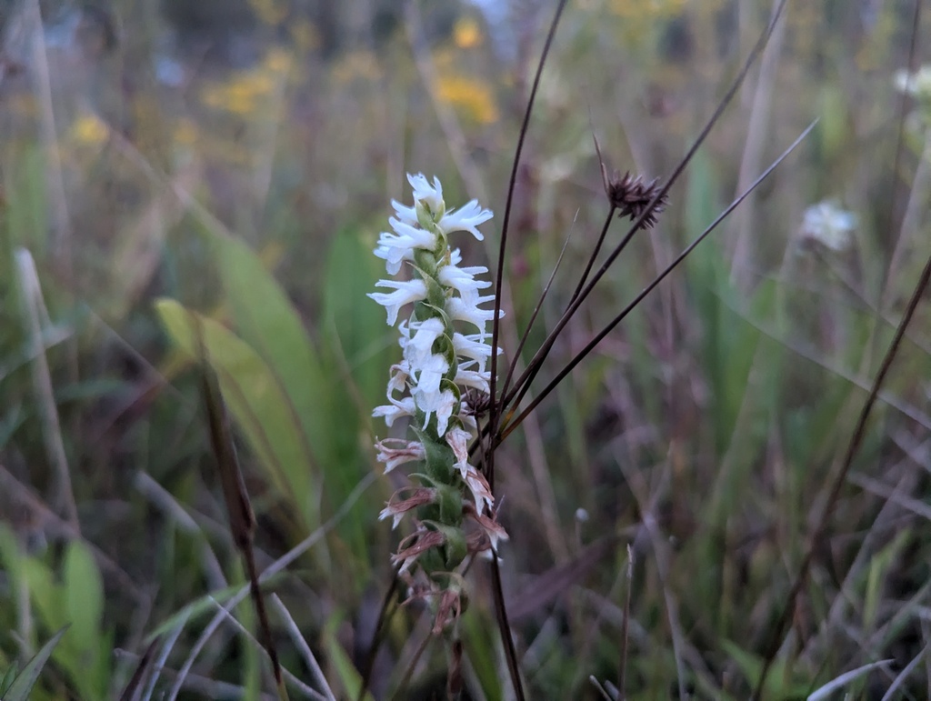 Great Plains Ladies' Tresses in September 2024 by Ryan Sorrells ...