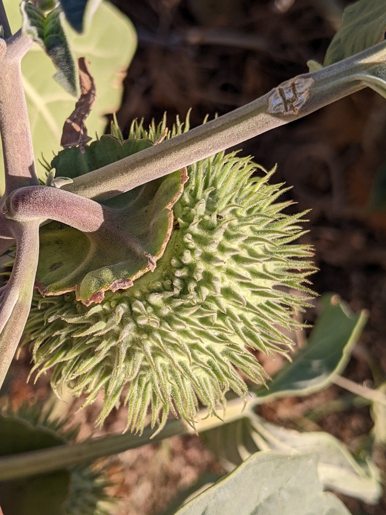 Sacred Datura from Albuquerque, NM, USA on September 14, 2024 at 06:17 ...