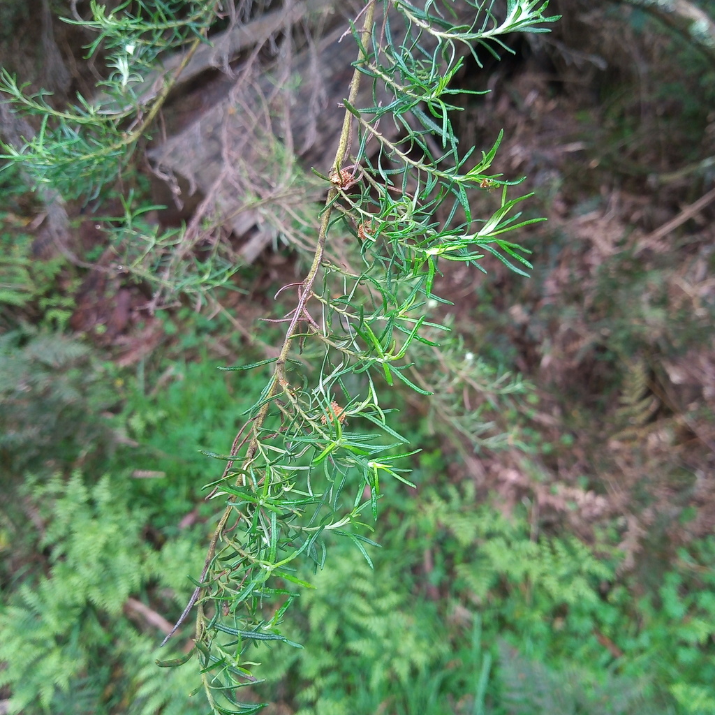 Common Cassinia from Melbourne VIC, Australia on September 16, 2024 at ...