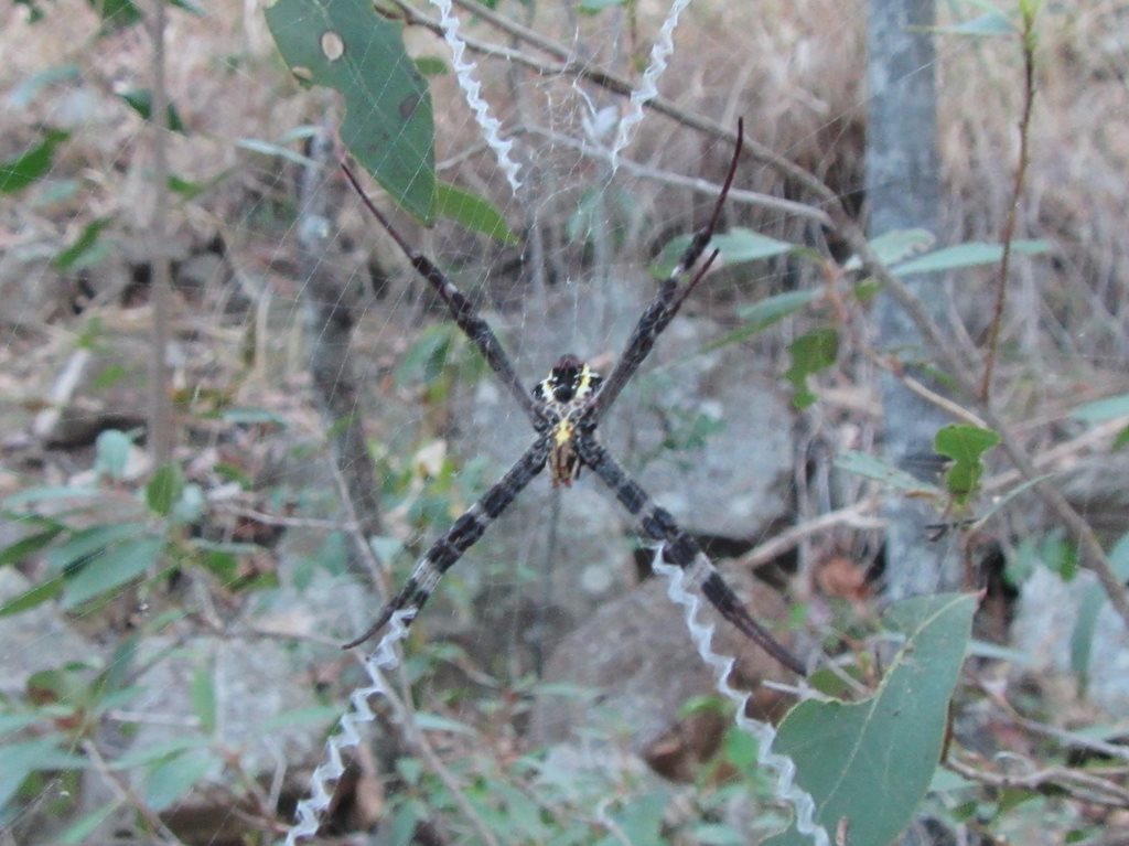 Northern Saint Andrew's Cross Spider from Douglas, AU-QL, AU on ...
