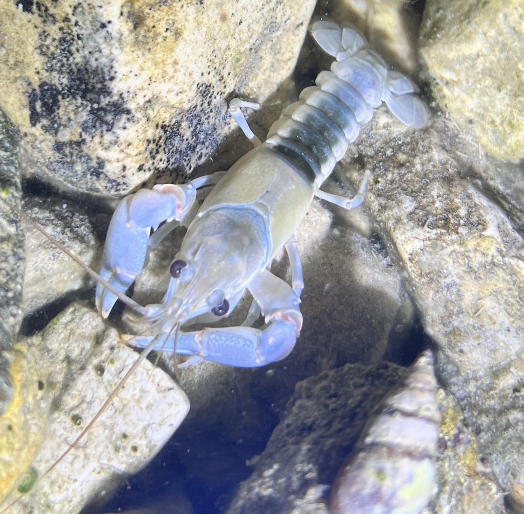 Northern Clearwater Crayfish from Cameron Lake Rd, Northern Bruce ...