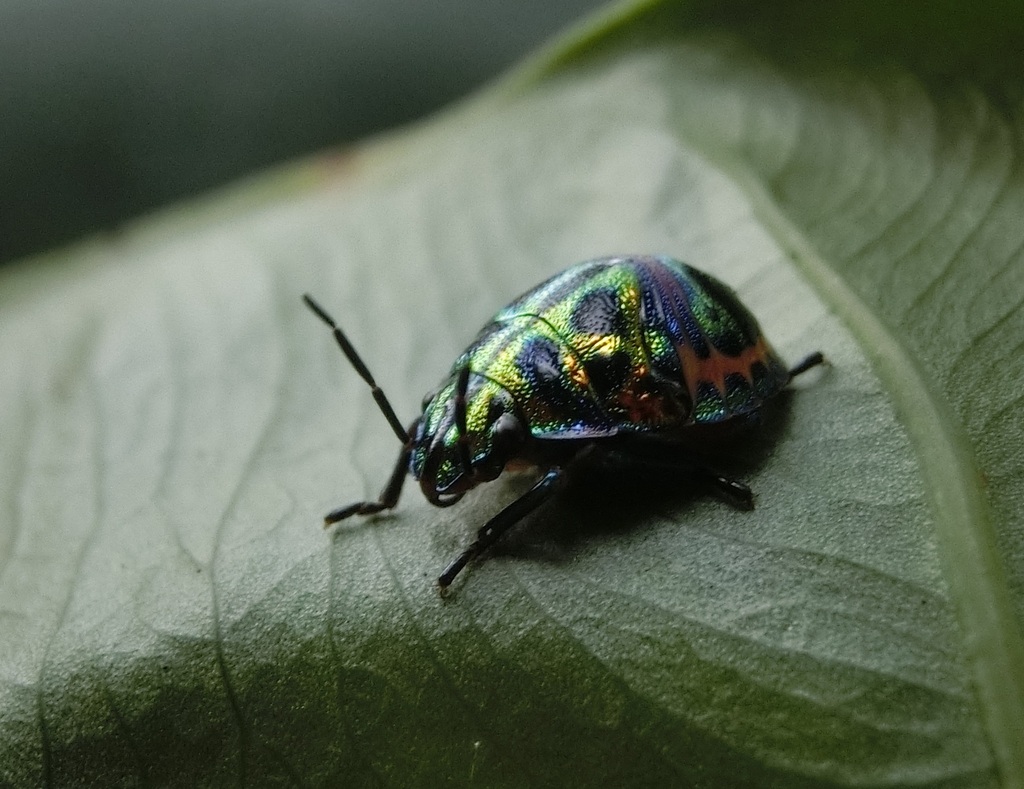 Scutellera Nepalensis From 511台灣彰化縣社頭鄉 On September 15 2024 At 04 31