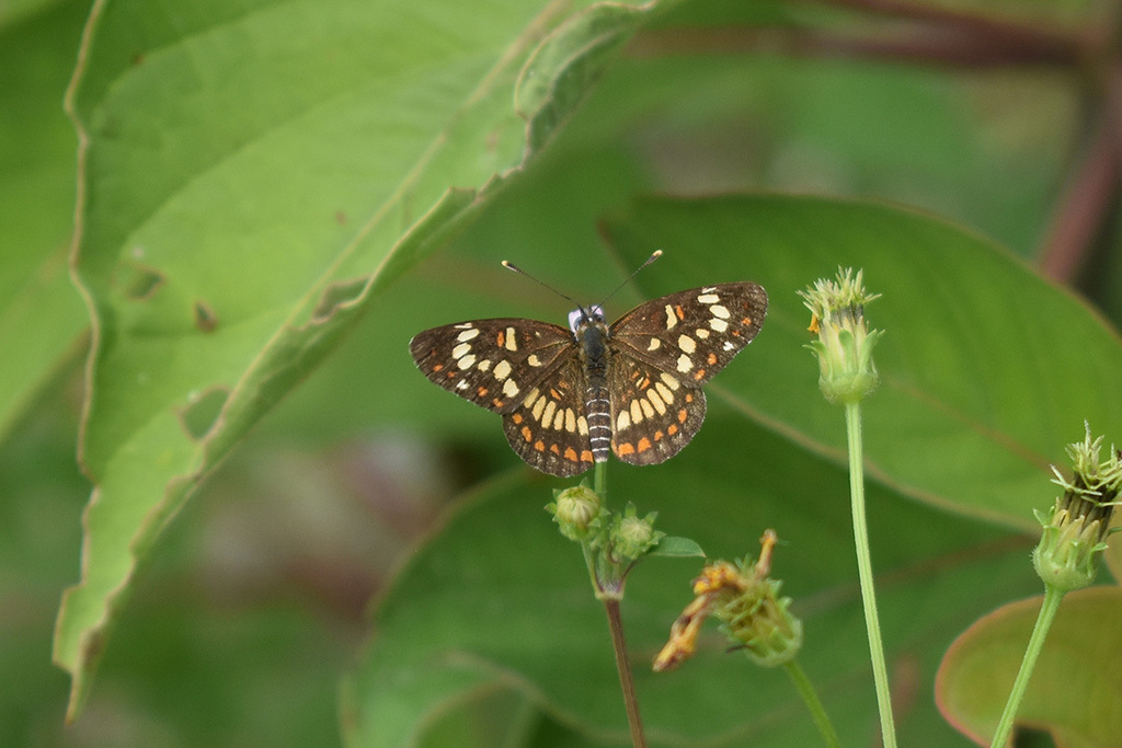 Theona Checkerspot from San Ignacio, Belize on September 7, 2024 at 01: ...