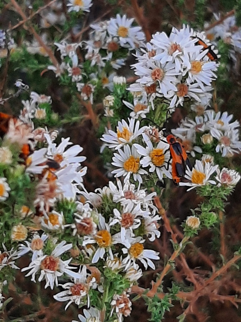 American asters from Otero County, CO, USA on September 15, 2024 at 06: ...