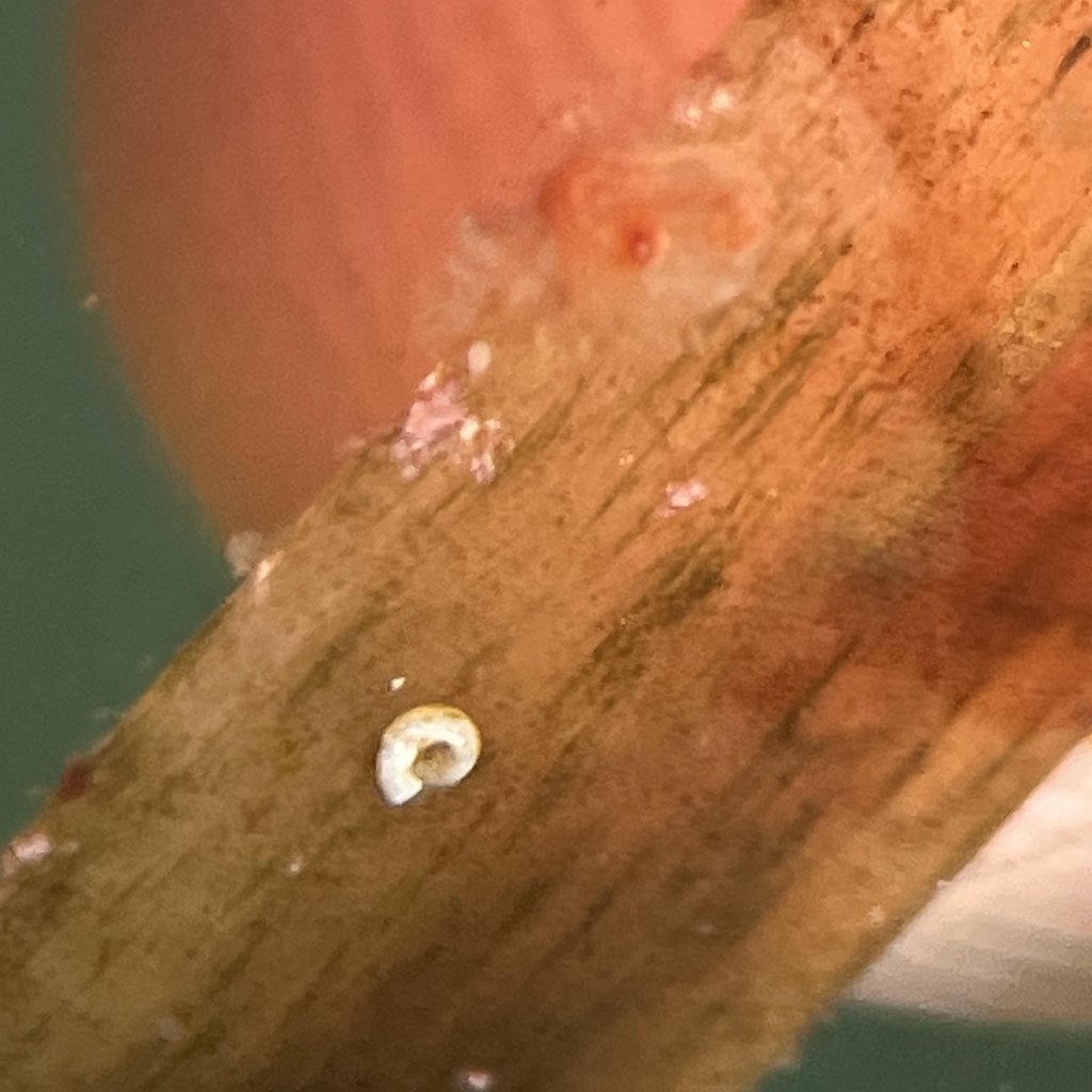 Coil Worm from Quartermaster Harbor, Vashon, WA, US on September 15 ...