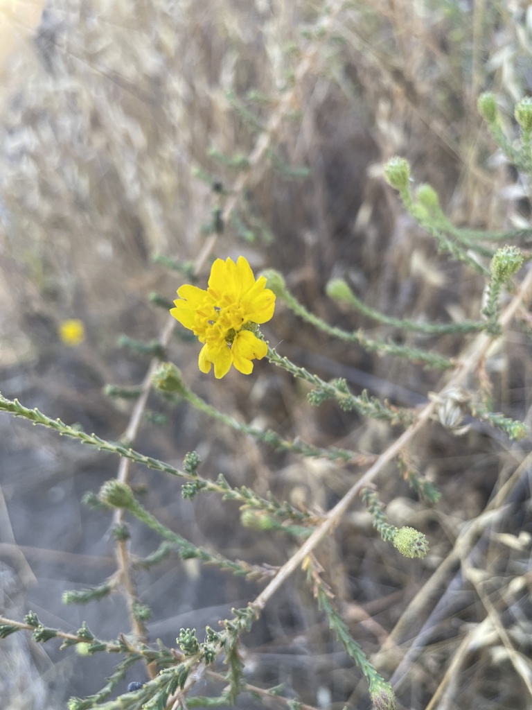 Heermann's tarweed from Squaw Valley, CA, US on September 15, 2024 at ...