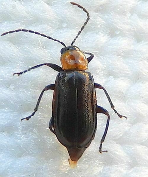 Black Diabrotica from Nottingham, West Nottingham Township, PA 19362 ...