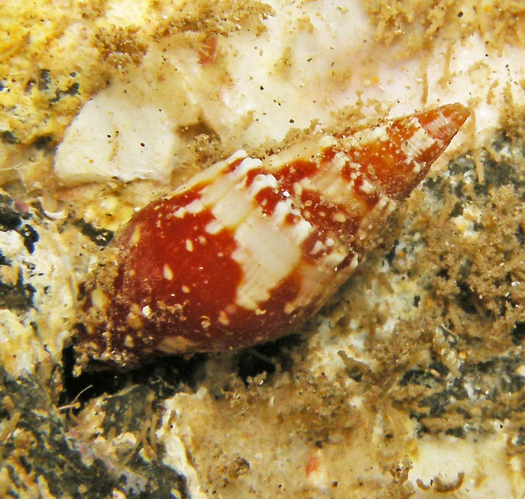 Strigatella aurora from Wailea, Wailea-Makena, HI 96753, USA on February 16, 2020 at 03:39 PM by ...