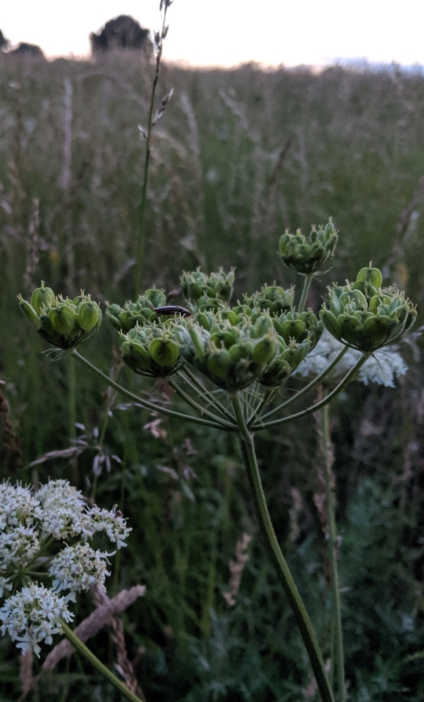hogweed from Olivers Battery, Winchester SO21, UK on July 4, 2019 at 09 ...