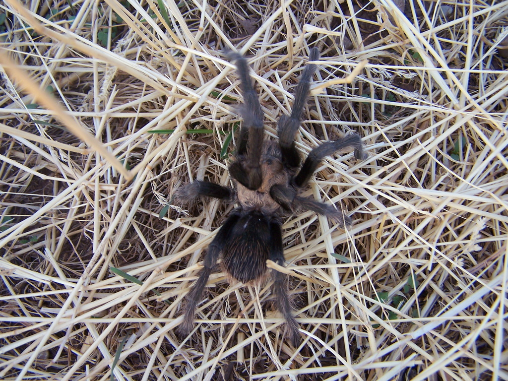 Desert Tarantula from Red Butte, UT on September 08, 2008 at 07:29 PM ...
