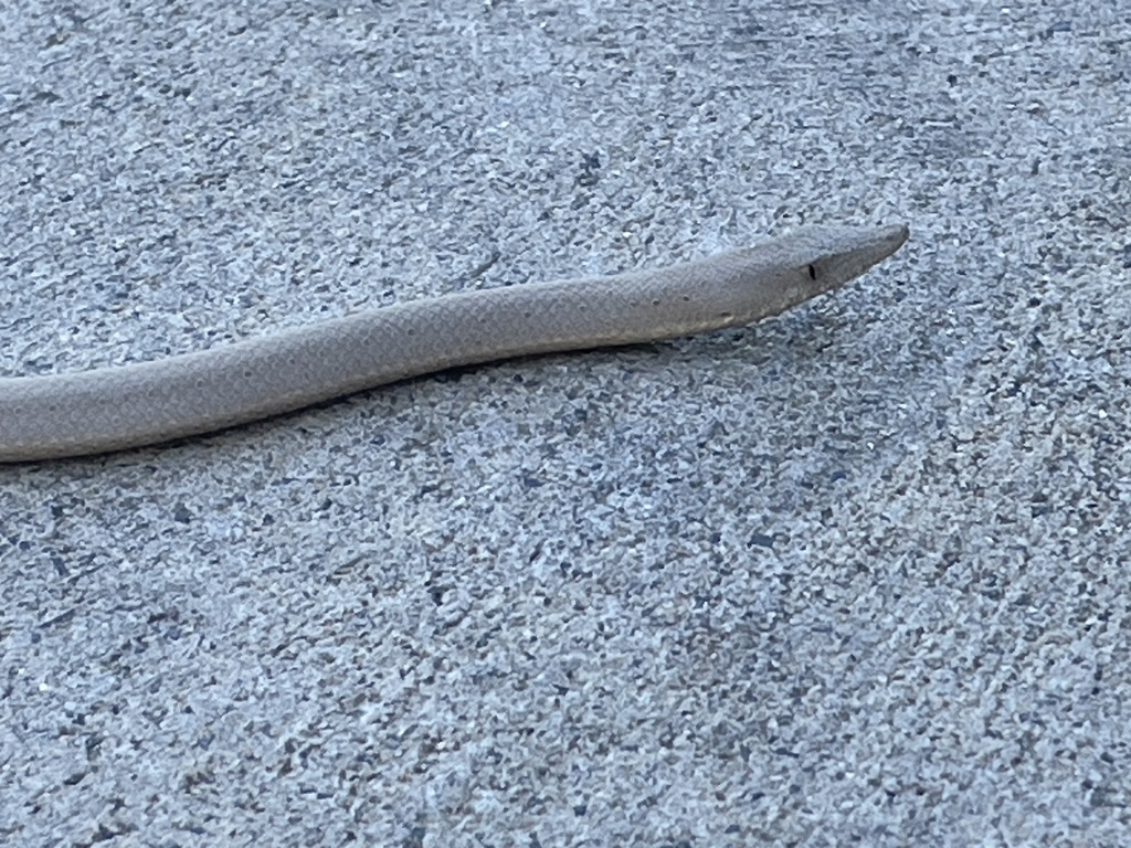 Burton's Snake-lizard from Goodwin Rd, Gunnedah, NSW, AU on September 6 ...