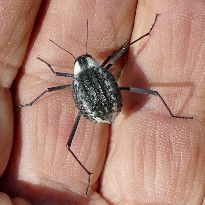 Racingstripe Darkling Beetle from Khan river, Erongo, Namibia on July ...