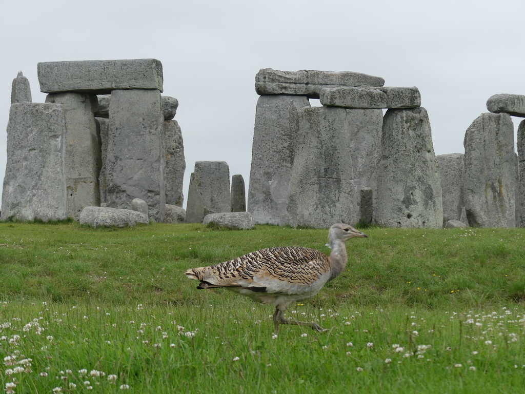 Great Bustard in June 2019 by Trevor Hance · iNaturalist