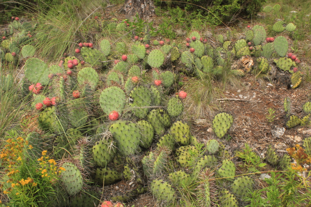nopal rastrero desde Galeana, N.L., México el 14 de septiembre de 2024 ...