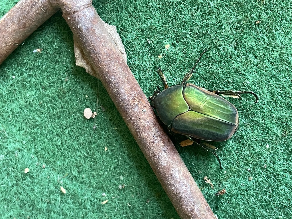 Common Green June Beetle from Cedar Park, TX, USA on September 15, 2024 ...