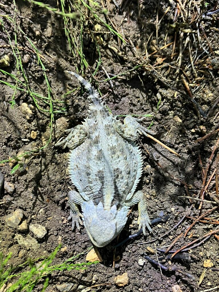 Mountain Horned Lizard from Galeana, N.L., México on September 14, 2024 ...