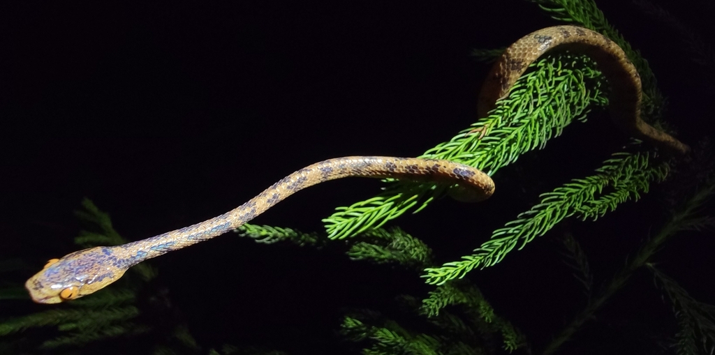Chinese Slug Snake from Meishan, CN-SC, CN on September 14, 2024 at 10: ...