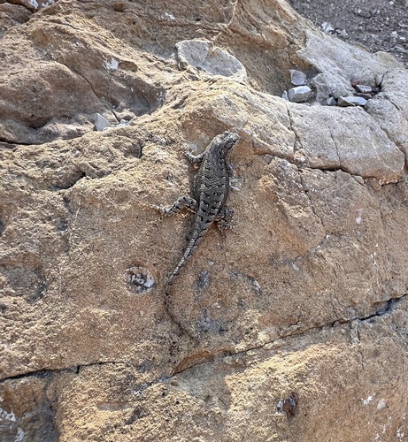 Prairie Lizard (Sceloporus consobrinus) - Snakes and Lizards