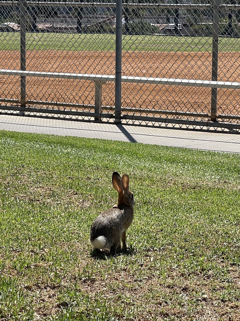 Desert Cottontail from Orion Ct, San Diego, CA, US on August 29, 2024 ...