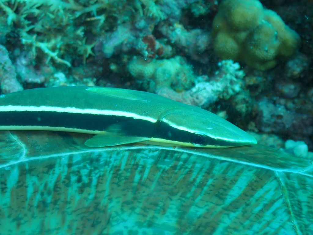 Sharksucker from Malaysia on September 11, 2024 at 03:17 PM by L Timmo ...