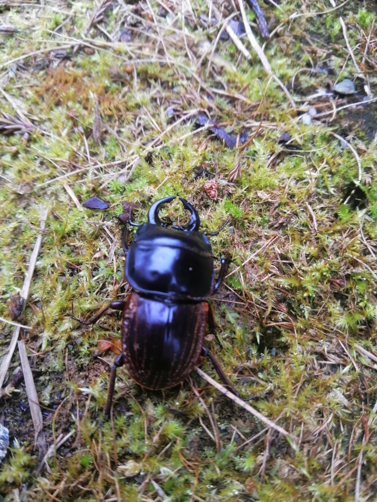 Helms's Stag Beetle from West Coast 7886, New Zealand on September 16 ...