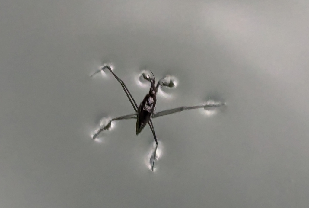 North American Common Water Strider from Logan Lake, BC V0K 1W0, Canada ...
