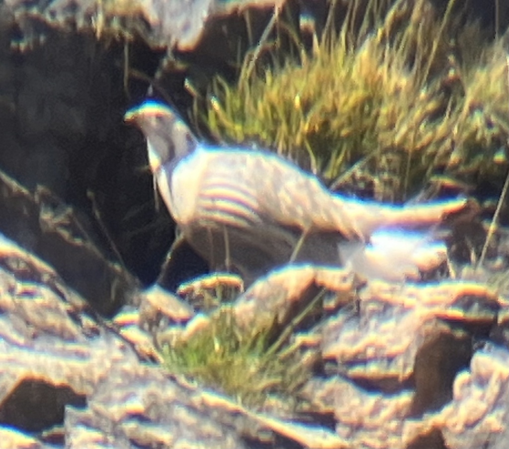 Himalayan Snowcock from Humboldt-Toiyabe National Forest, Ruby Valley ...