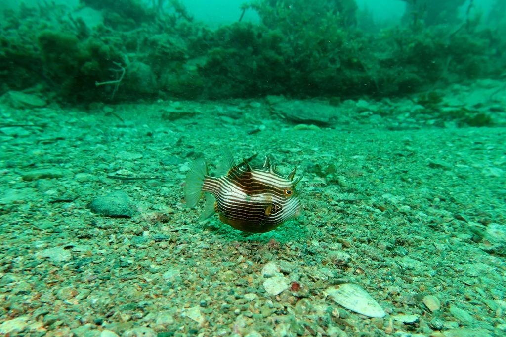 Ornate Cowfish from Rapid Bay jetty South Australia on September 14 ...