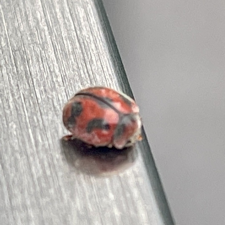 Vedalia Beetle in September 2024 by Yasunori Yamamoto · iNaturalist