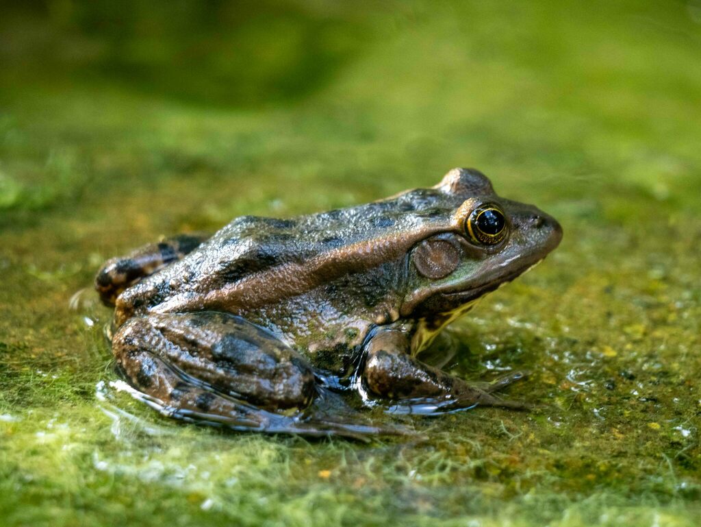 Eastern Golden Frog from 中国江苏省南京市玄武区 on September 15, 2024 at 09:02 AM ...