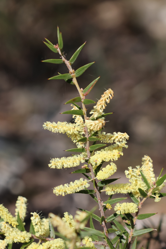Spike Wattle from Zumsteins VIC 3401, Australia on September 11, 2024 ...