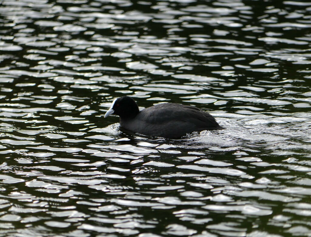 Australasian Coot from South Taranaki District, Taranaki, New Zealand ...