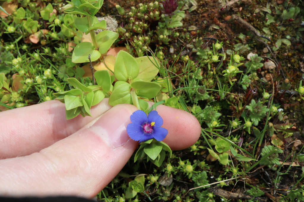 Blue Scarlet Pimpernel from Lake Biddy WA 6355, Australia on September ...