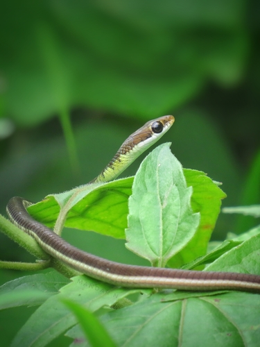 Common Bronzeback Tree Snake (Dendrelaphis tristis) - Snakes and Lizards