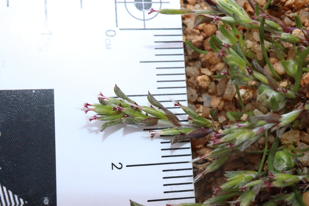 Quinetia urvillei from Lake Biddy WA 6355, Australia on September 09 ...