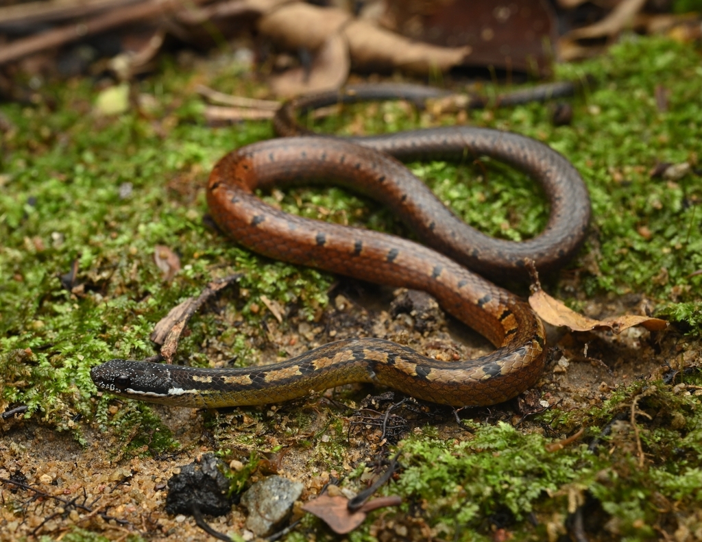 Black-headed Collared Snake from Singapore on 15 September, 2024 at 02: ...