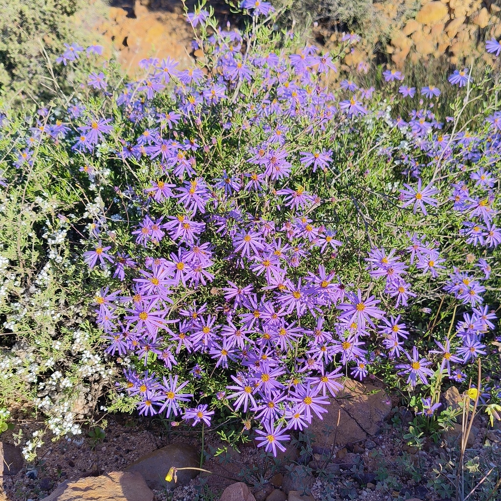 Fine Felicia from 南非西海岸區自治市 on August 18, 2024 at 05:25 PM by ...