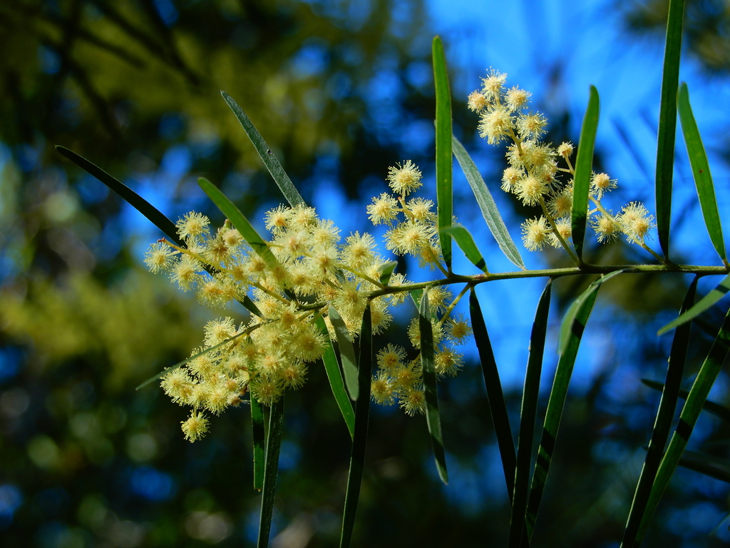 Brisbane wattle from Koah QLD 4881, Australia on August 17, 2022 at 09: ...