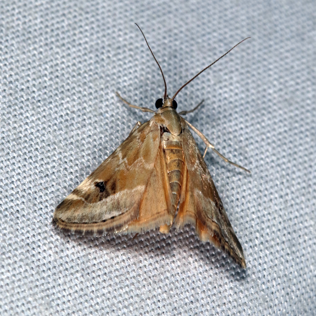 cabbage centre grub from Baldina SA 5417, Australia on September 9 ...