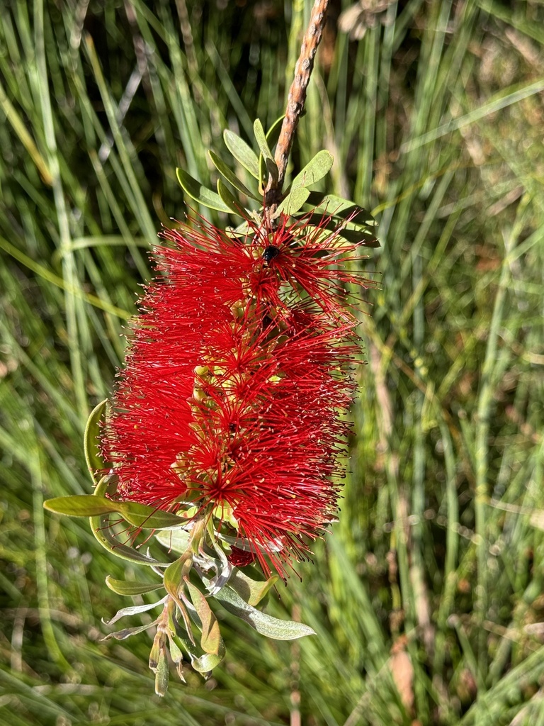 Wallum Bottlebrush from Noosa National Park, Coolum Beach, QLD, AU on ...