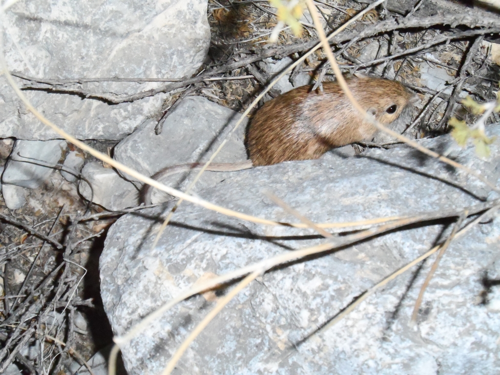 Rock Pocket Mouse from 32704 Chih., México on September 15, 2024 at 10: ...