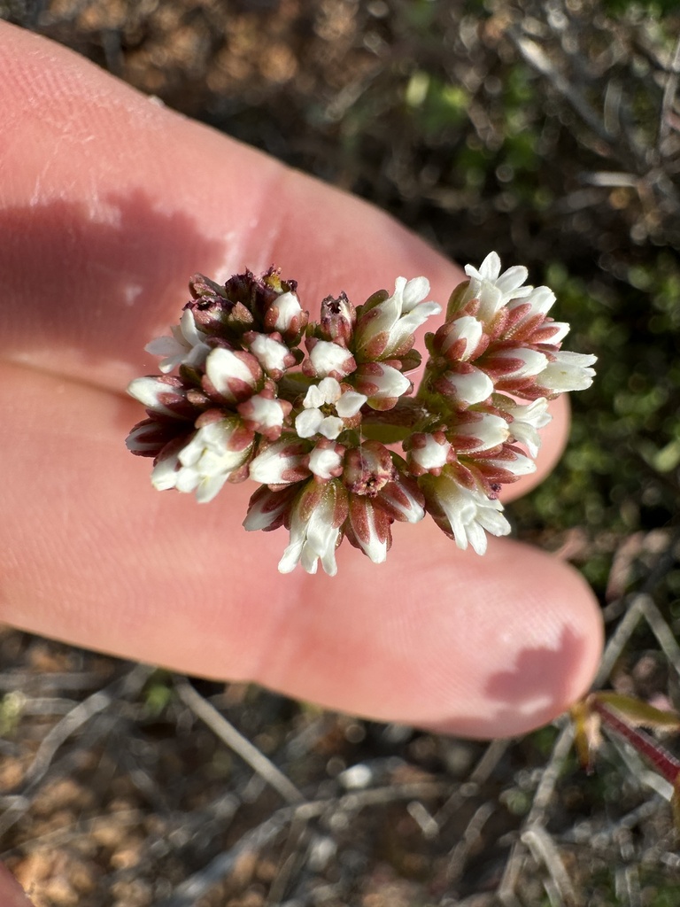 Crassula rudolfii from Nigramoep, Springbok, NC, ZA on September 16 ...