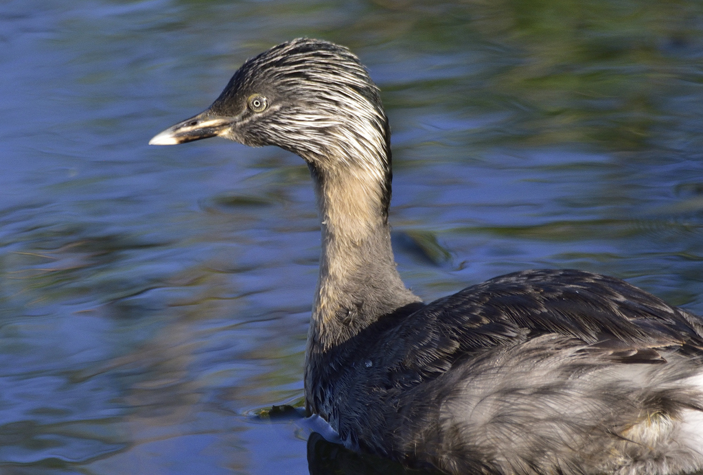 Hoary-headed Grebe from Springs Lake, Spring Farm Drive, Spring Farm ...